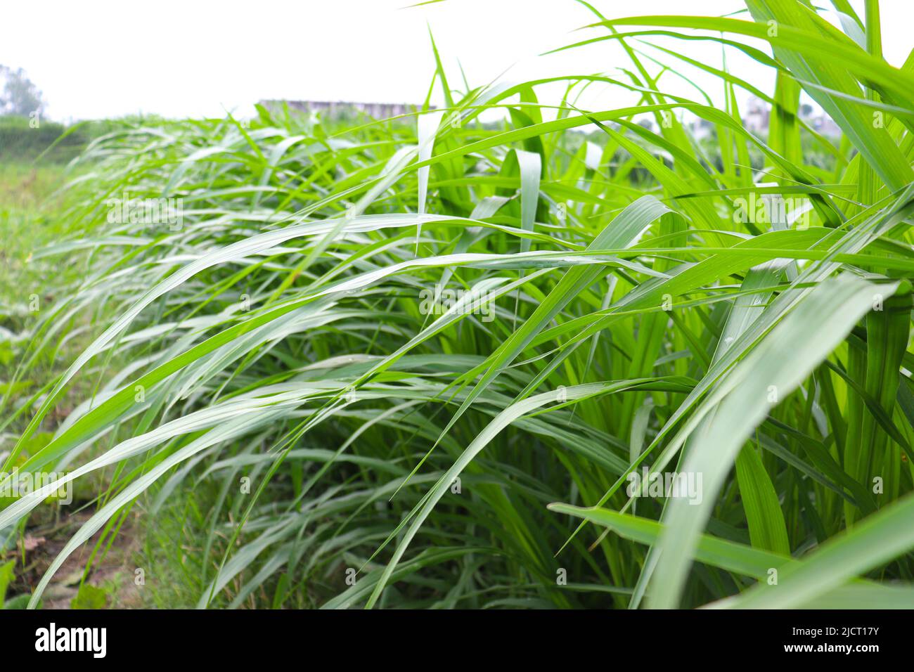 green colored grass farm for animal food Stock Photo - Alamy