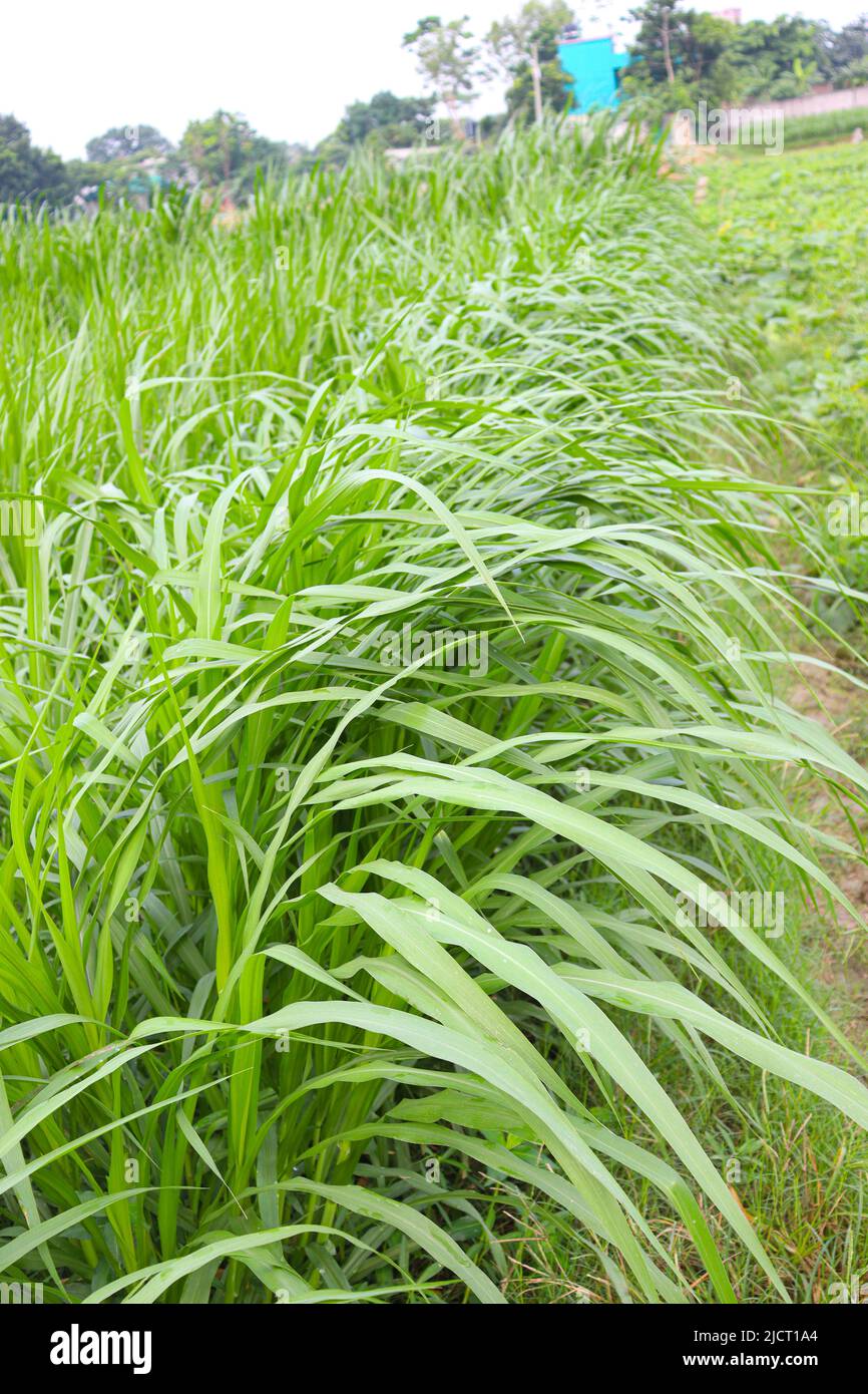 green colored grass farm for animal food Stock Photo - Alamy