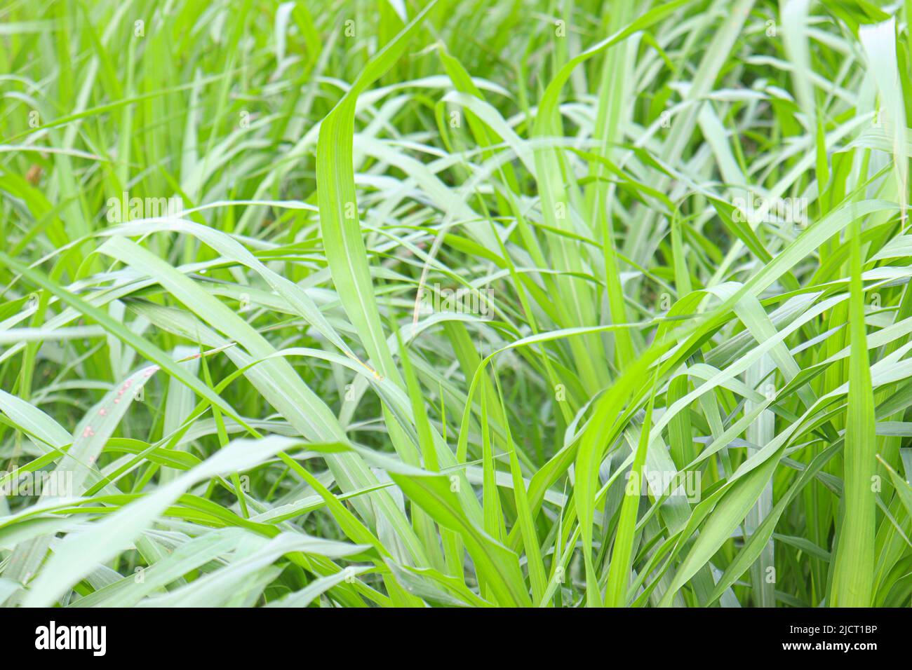 green colored grass farm for animal food Stock Photo - Alamy