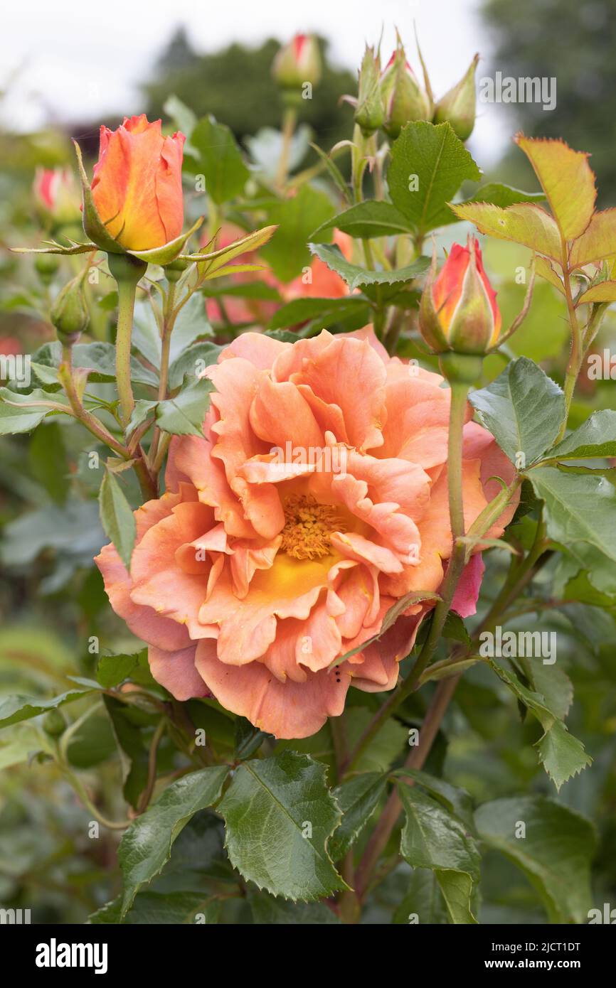 Rosa 'Pumpkin Patch' floribunda rose Stock Photo - Alamy