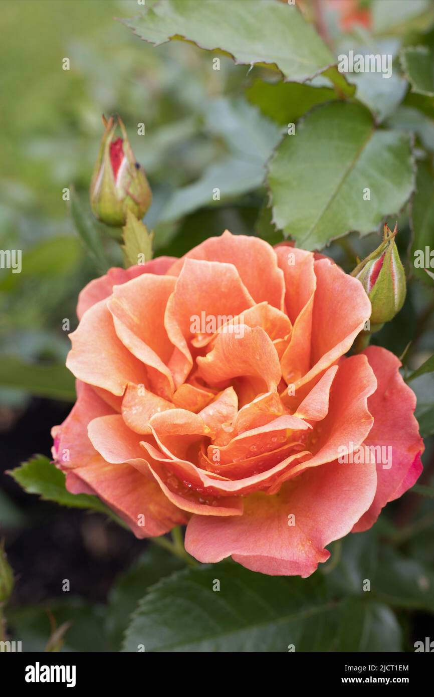 Rosa 'Pumpkin Patch' floribunda rose Stock Photo - Alamy