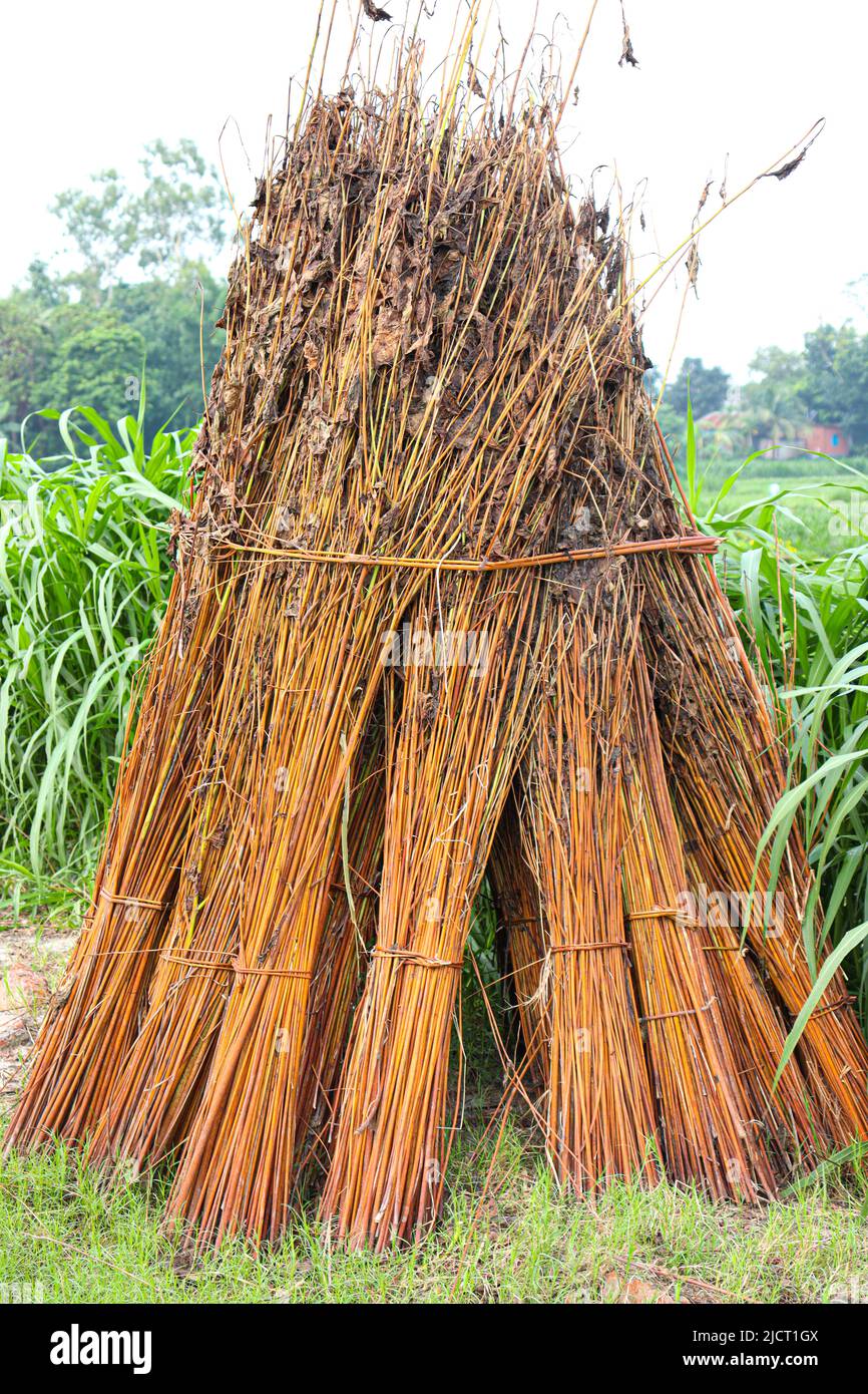 Jute stick hi-res stock photography and images - Alamy