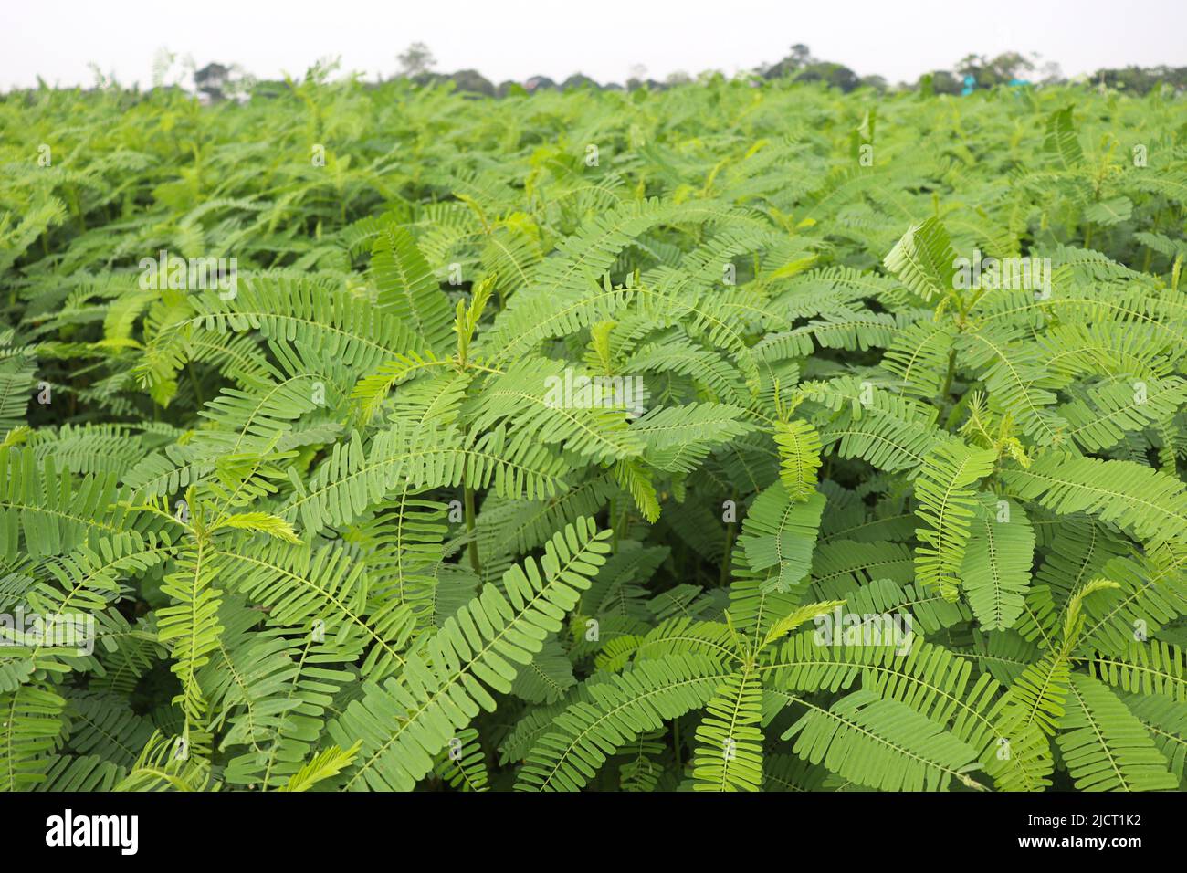 green colored dhaincha tree plant on field for harvest Stock Photo - Alamy