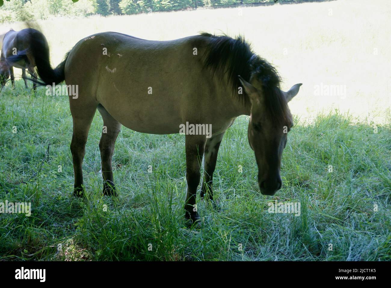 Konik polski breed hi-res stock photography and images - Alamy