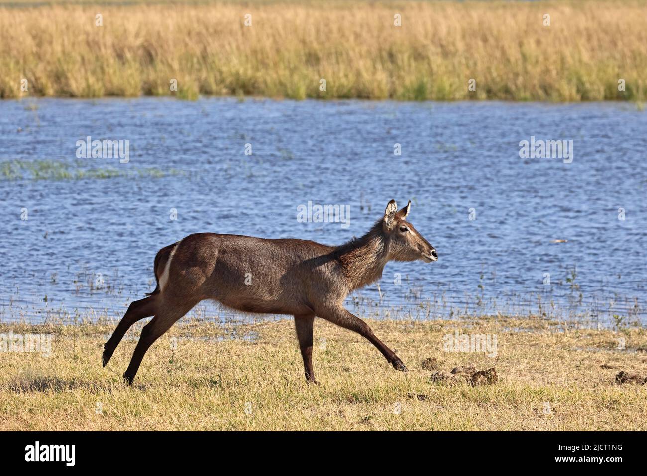 Kobus ellipsiprymnus running hi-res stock photography and images - Alamy