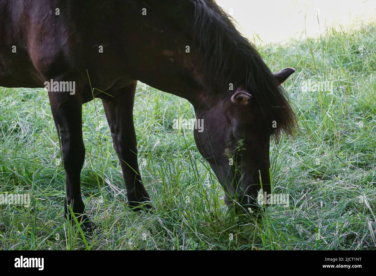 Polish Konik - brown pony eating grass Stock Photo - Alamy