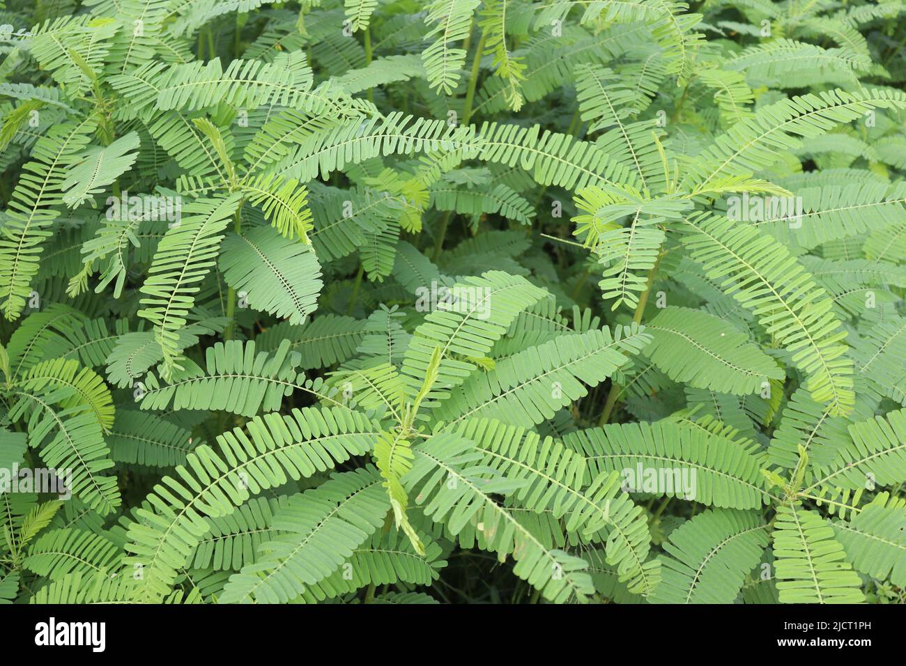 green colored dhaincha tree plant on field for harvest Stock Photo - Alamy