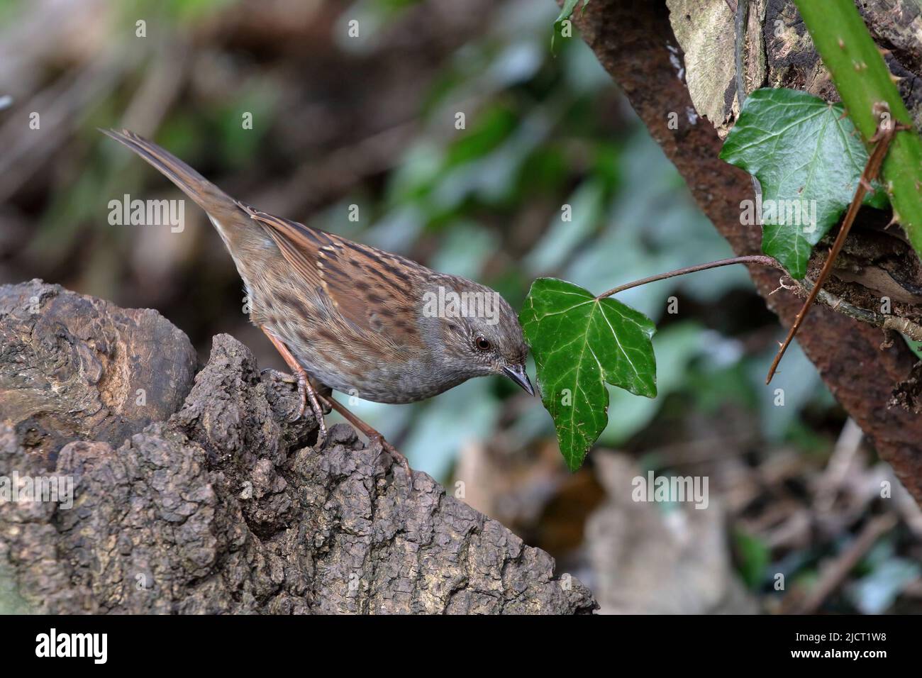 Dunnock (Prunella Modularis Stock Photo - Alamy