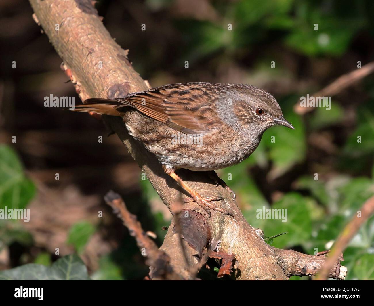 Dunnock (Prunella Modularis Stock Photo - Alamy