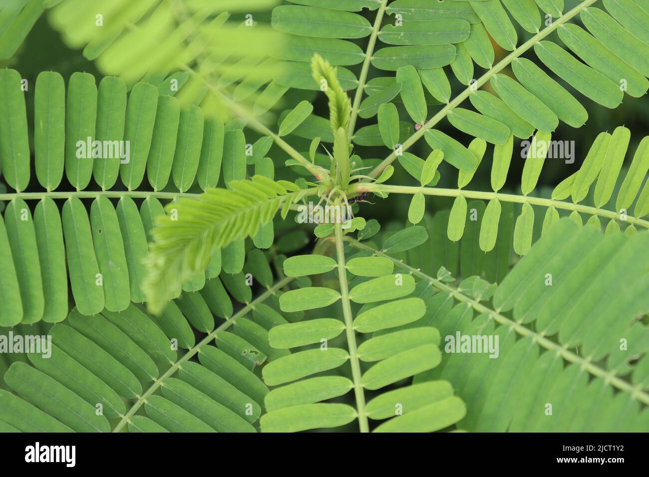 green colored dhaincha tree plant on field for harvest Stock Photo - Alamy