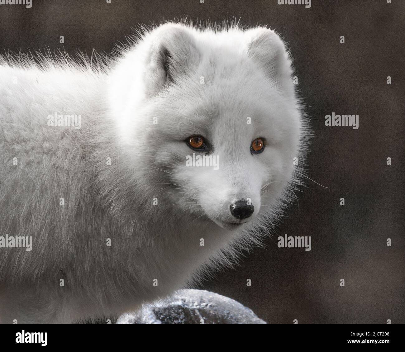Ice fox hi-res stock photography and images - Alamy