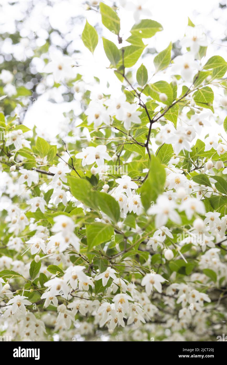 Styrax japonicus flowering Stock Photo - Alamy