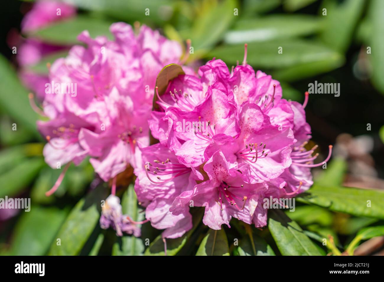 California rhododendron, Rhododendron macrophyllum, Pacific ...