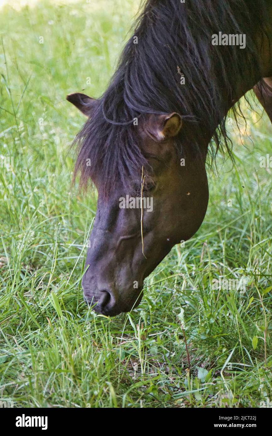 Polish Konik - brown pony eating grass - close-up on head Stock Photo ...