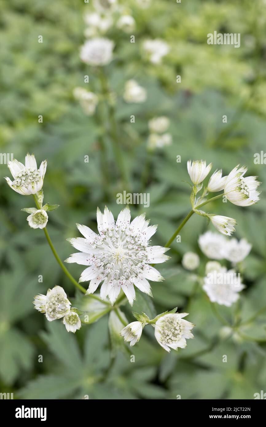 Astrantia major - great masterwort Stock Photo - Alamy