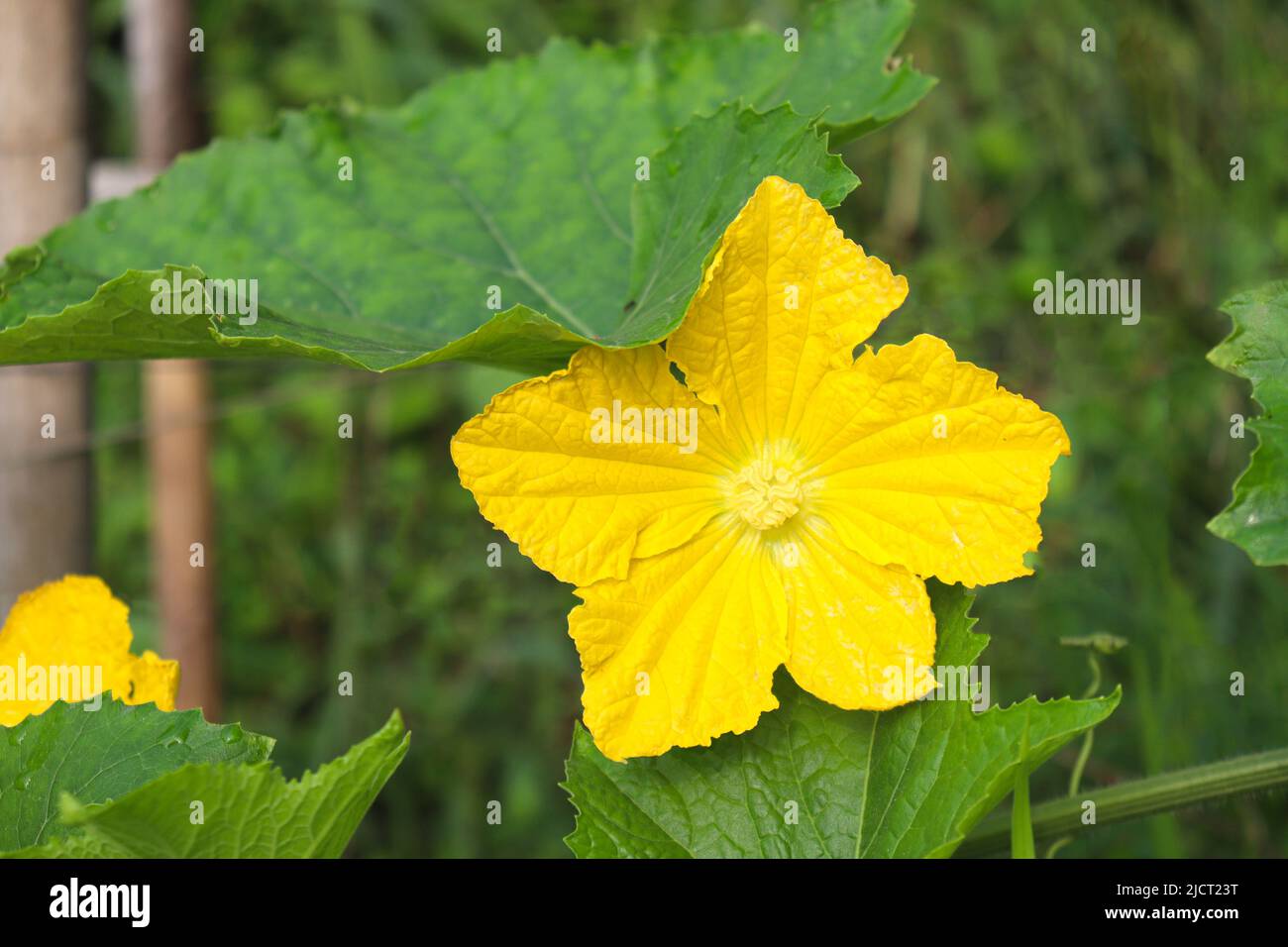 Wax gourd tree hi-res stock photography and images - Alamy