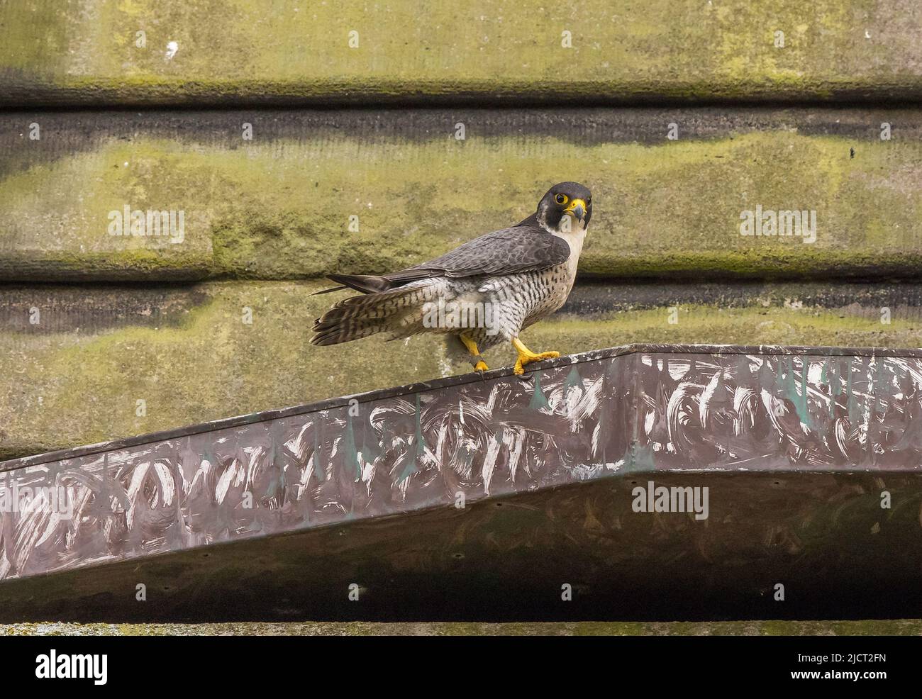 Peregrine captured at st georges church chorley hi-res stock photography and images - Alamy