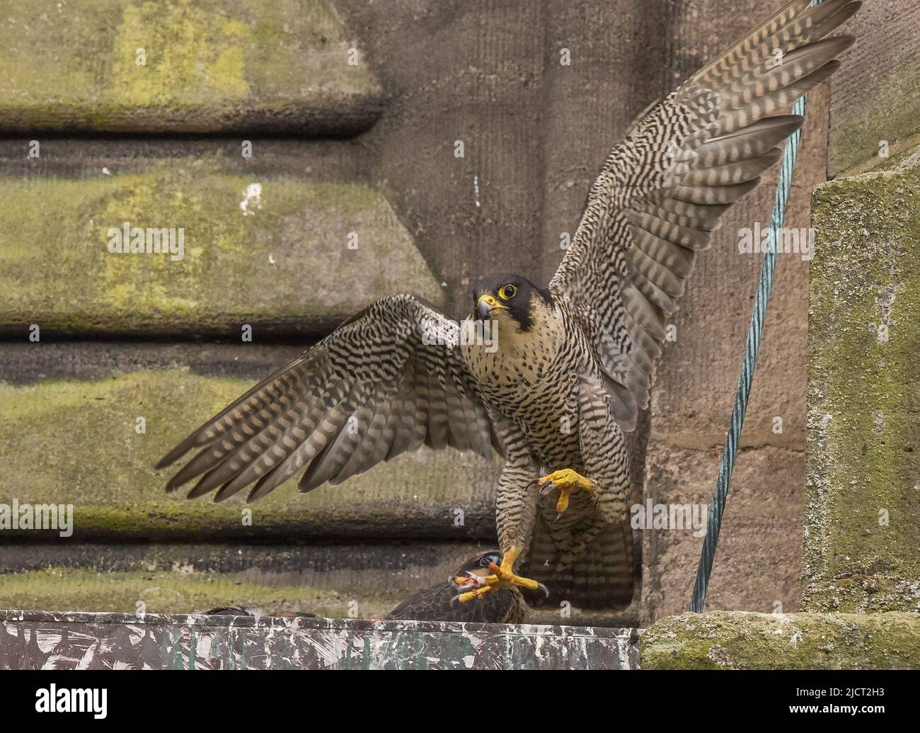 Peregrine feeding there young with a pigeon white no head hi-res stock photography and images ...