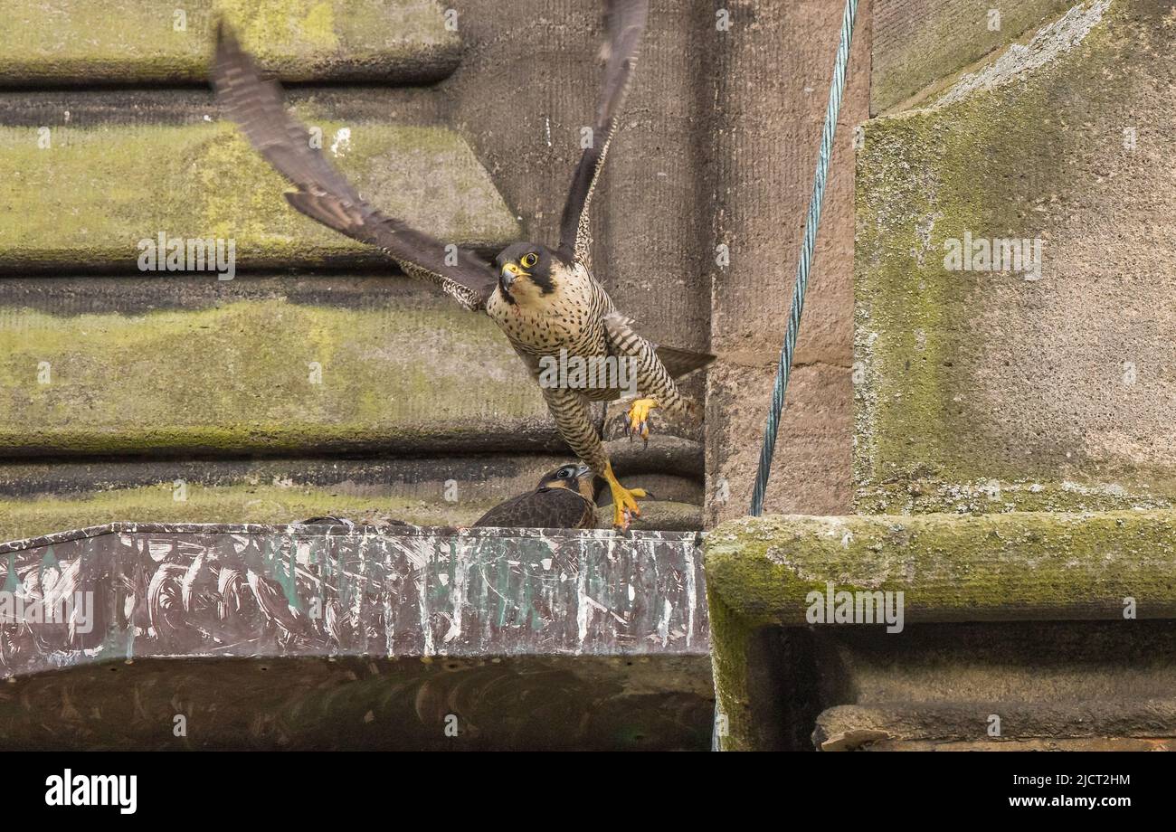 Female peregrine falcon feeding there young hi-res stock photography ...
