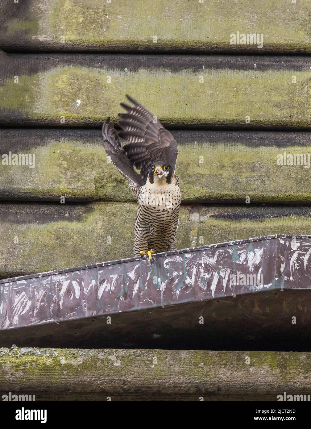 Peregrine falcon captured on canon r5 hi-res stock photography and ... Peregrine falcon captured on canon r5 hi-res stock photography and ...