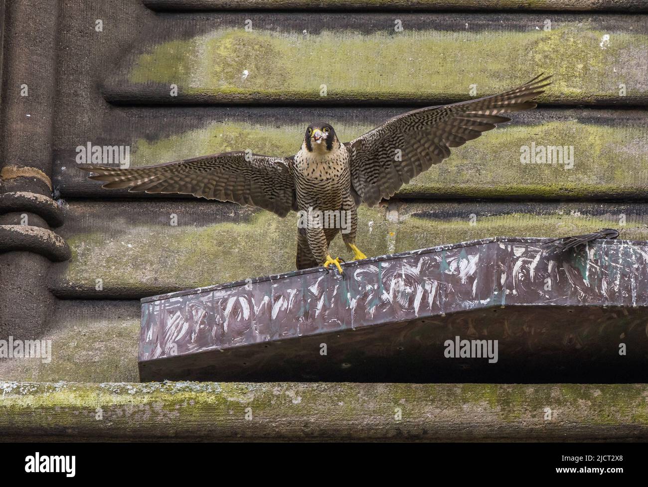 Peregrine feeding there young with a pigeon white no head hi-res stock photography and images ...