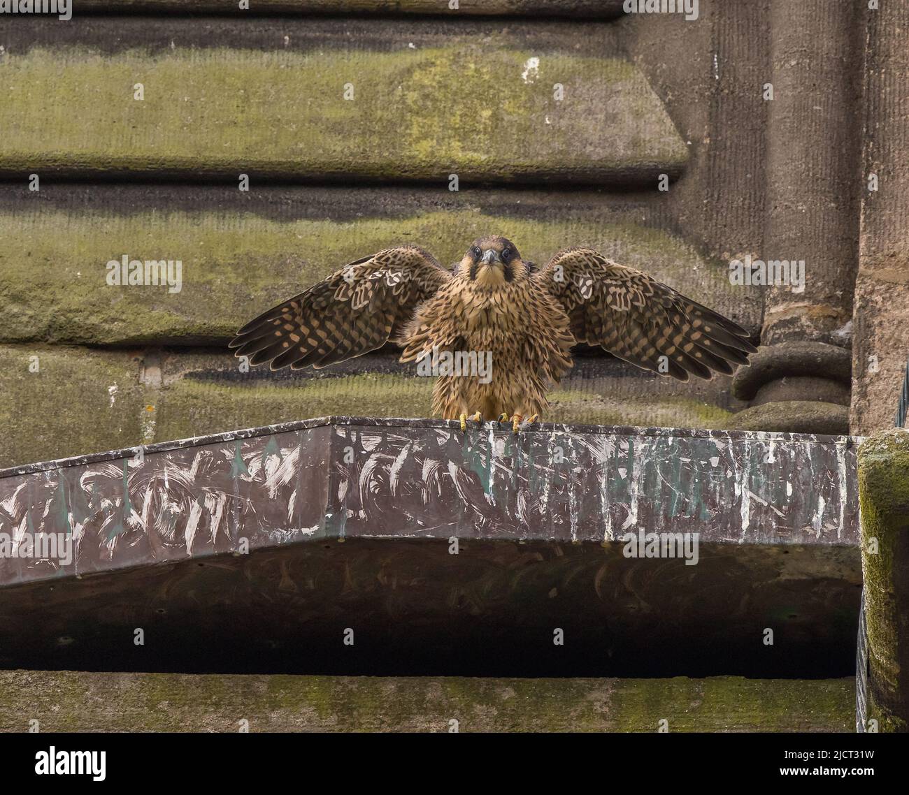 Young male peregrine falcon hi-res stock photography and images - Alamy