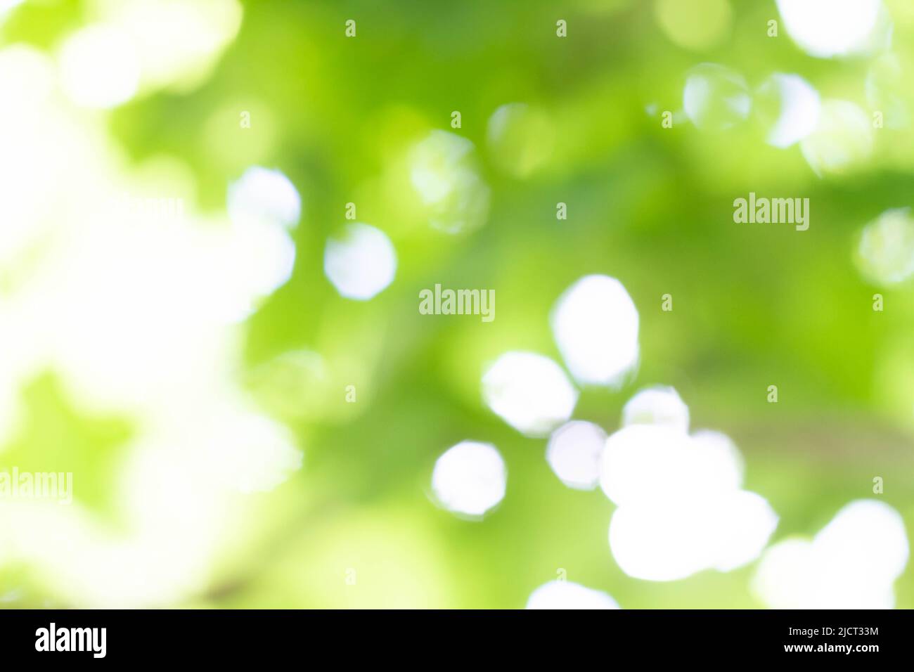 Abstract background. Background in blur out of focus. Texture in shades of green. Bokeh in the ...