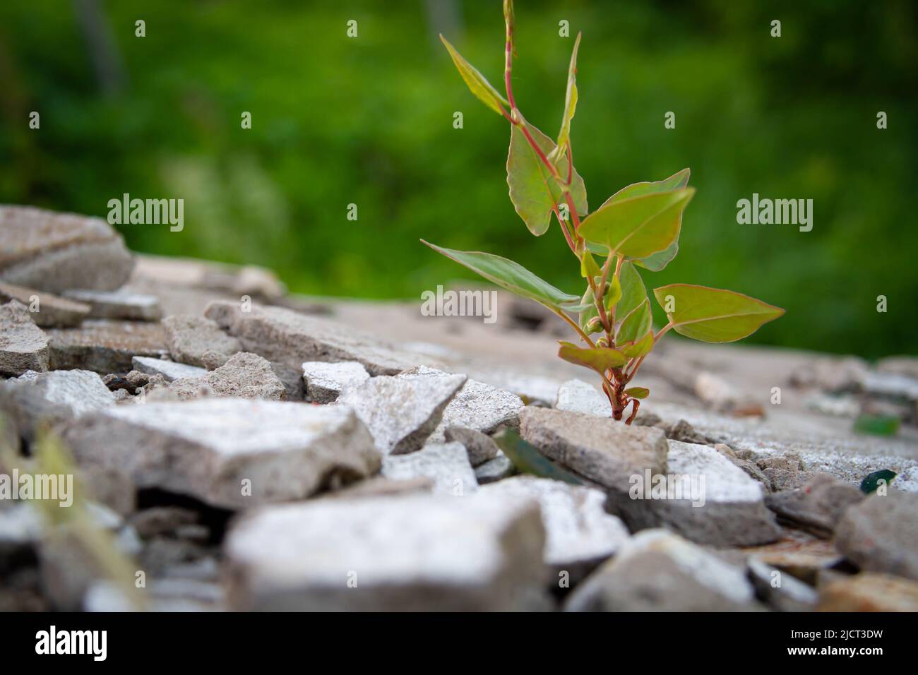 The power of growth. Sprouted sprout through the asphalt Stock Photo ...