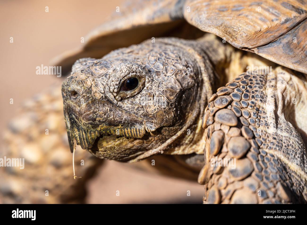 African forest turtle hi-res stock photography and images - Alamy