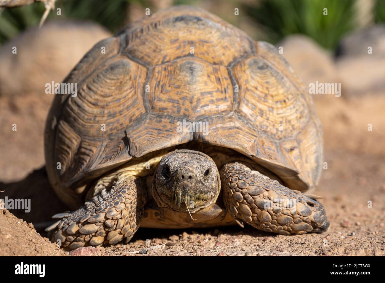 African forest turtle hi-res stock photography and images - Alamy