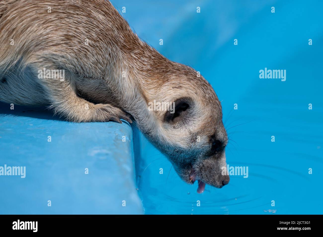 Meerkat Drinking Water from the pool Stock Photo - Alamy