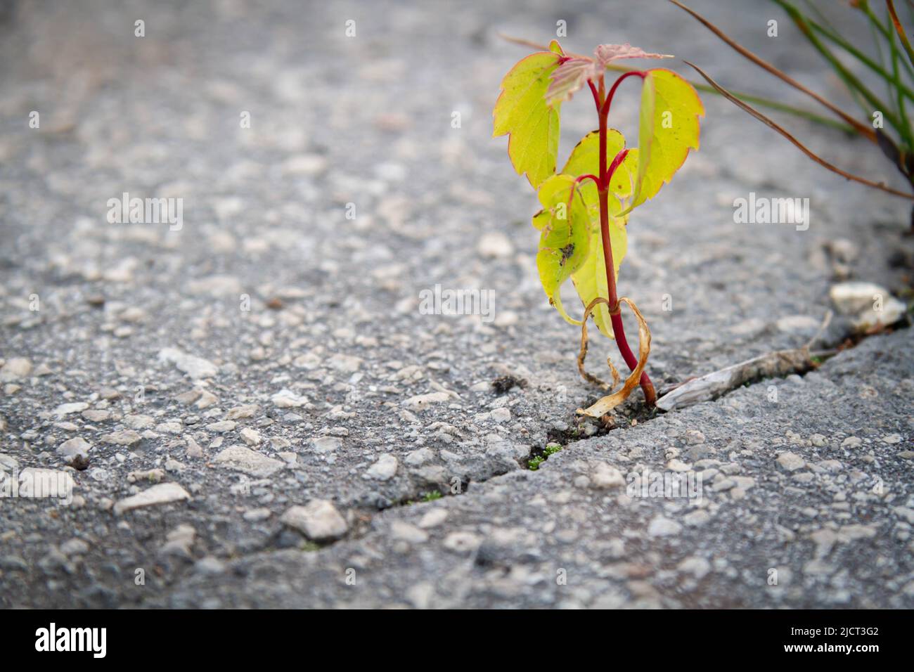 The power of growth. Sprouted sprout through the asphalt Stock Photo ...