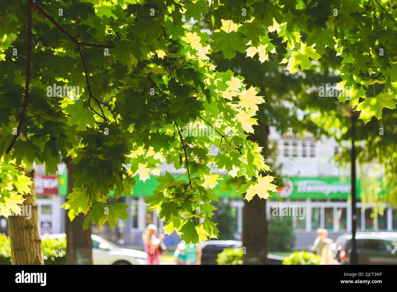 Background from green leaves of a tree in bright sunshine Stock Photo ...