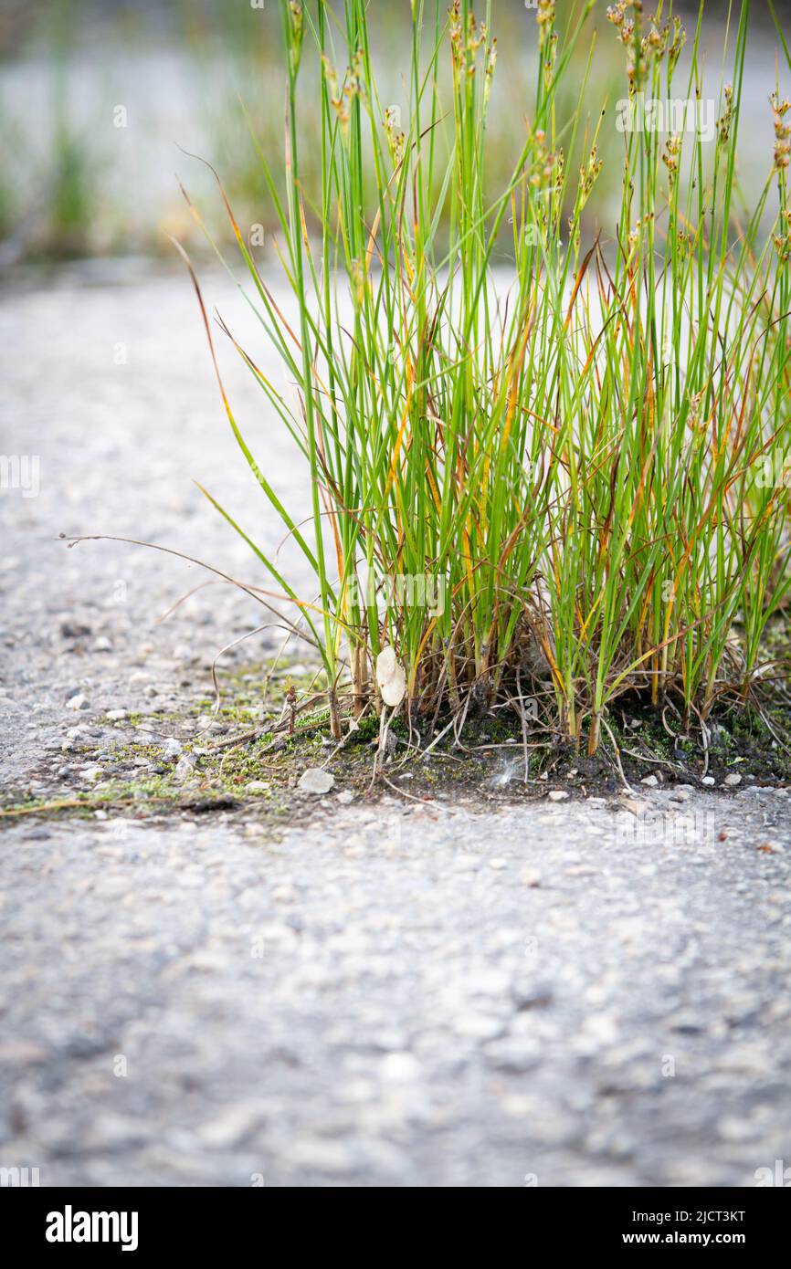 The power of growth. Sprouted sprout through the asphalt Stock Photo ...