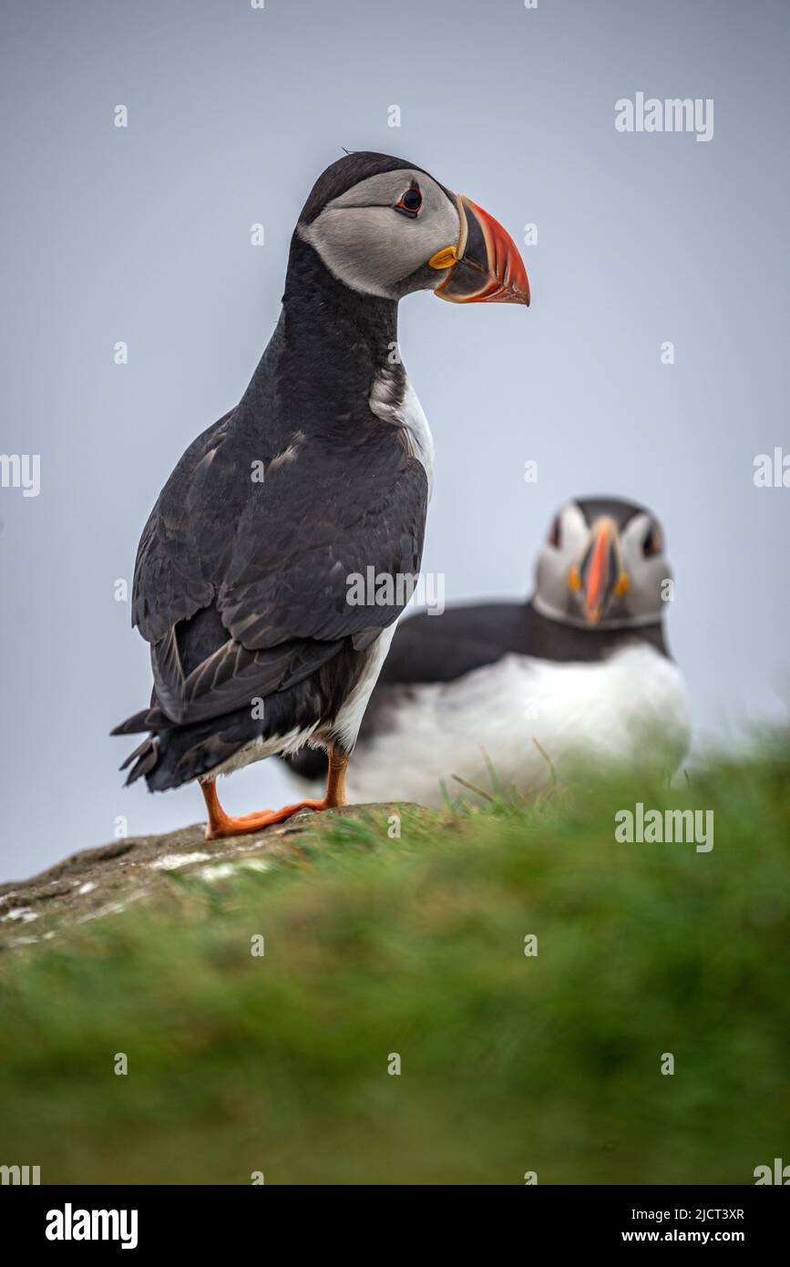 Two puffins in Mykines Island, Faroe Islands Stock Photo - Alamy