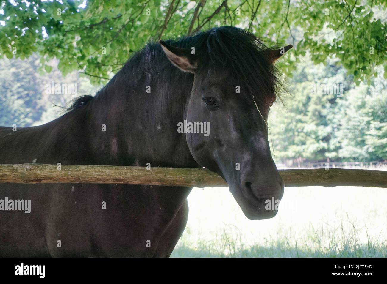 Polish Konik - horse with head over fence Stock Photo - Alamy