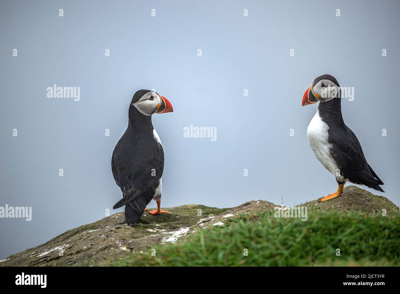 Two puffins in Mykines Island, Faroe Islands Stock Photo - Alamy