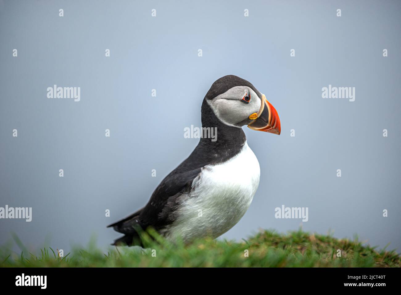A puffin in Mykines Island, Faroe Islands Stock Photo - Alamy