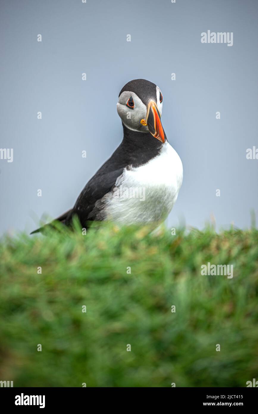 A puffin in Mykines Island, Faroe Islands Stock Photo - Alamy