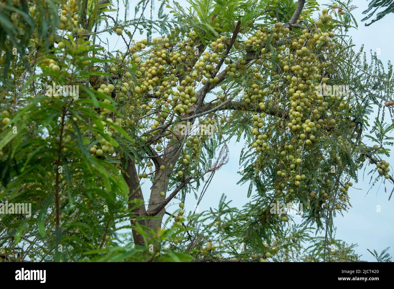amla growing on trees in rural areas and forests is healthy rich ...