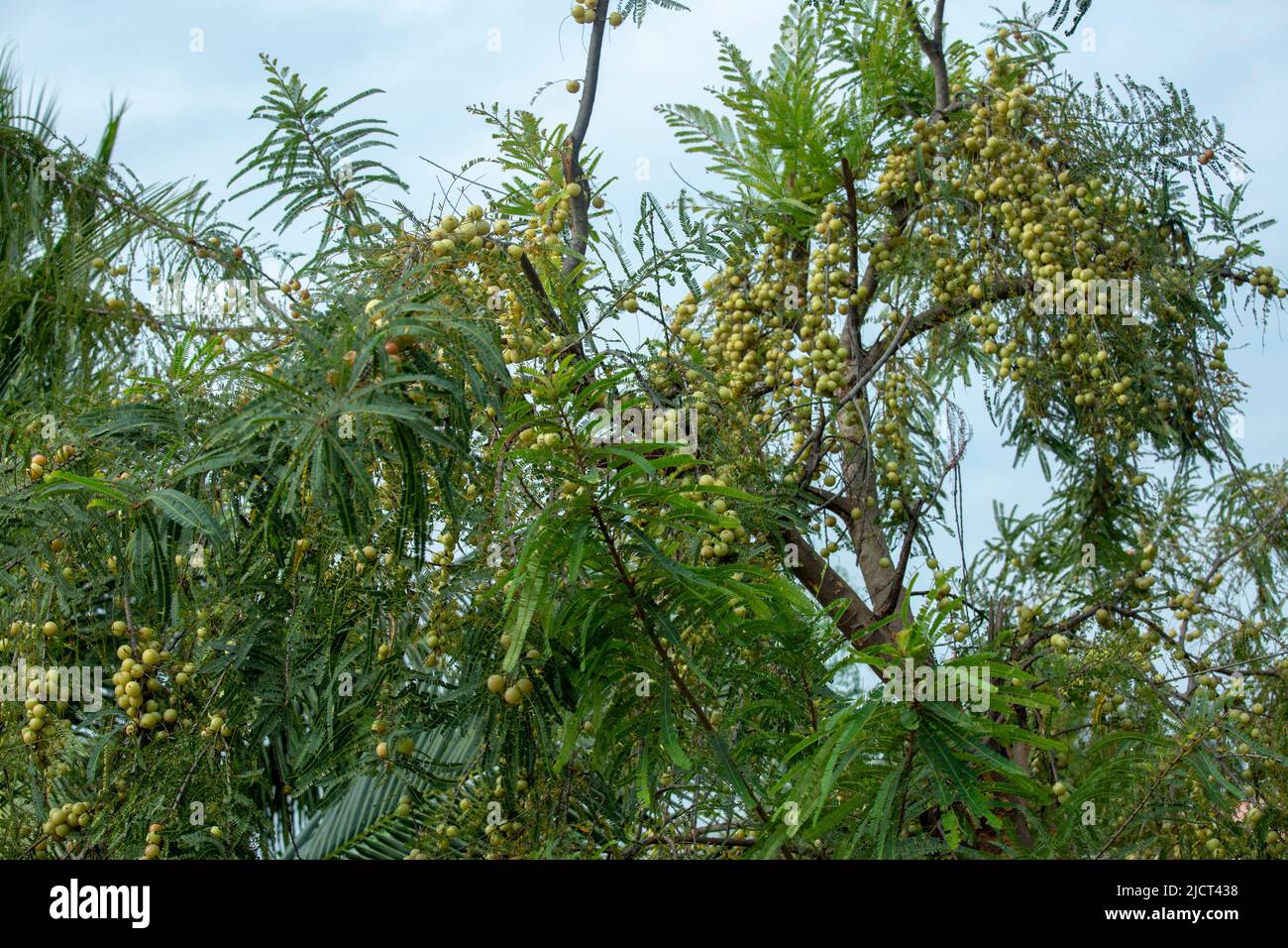 amla growing on trees in rural areas and forests is healthy rich ...