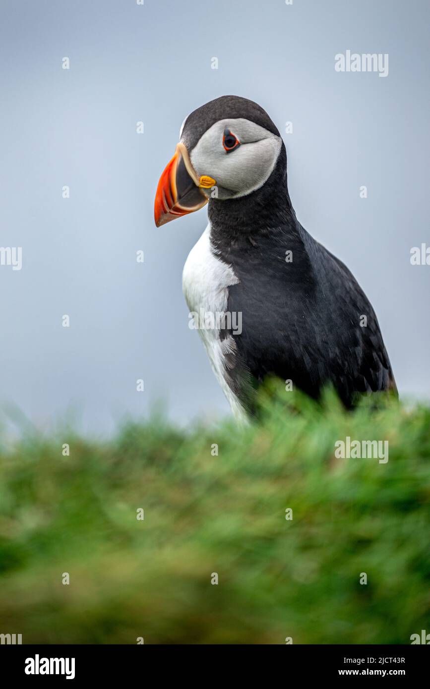 A puffin in Mykines Island, Faroe Islands Stock Photo - Alamy