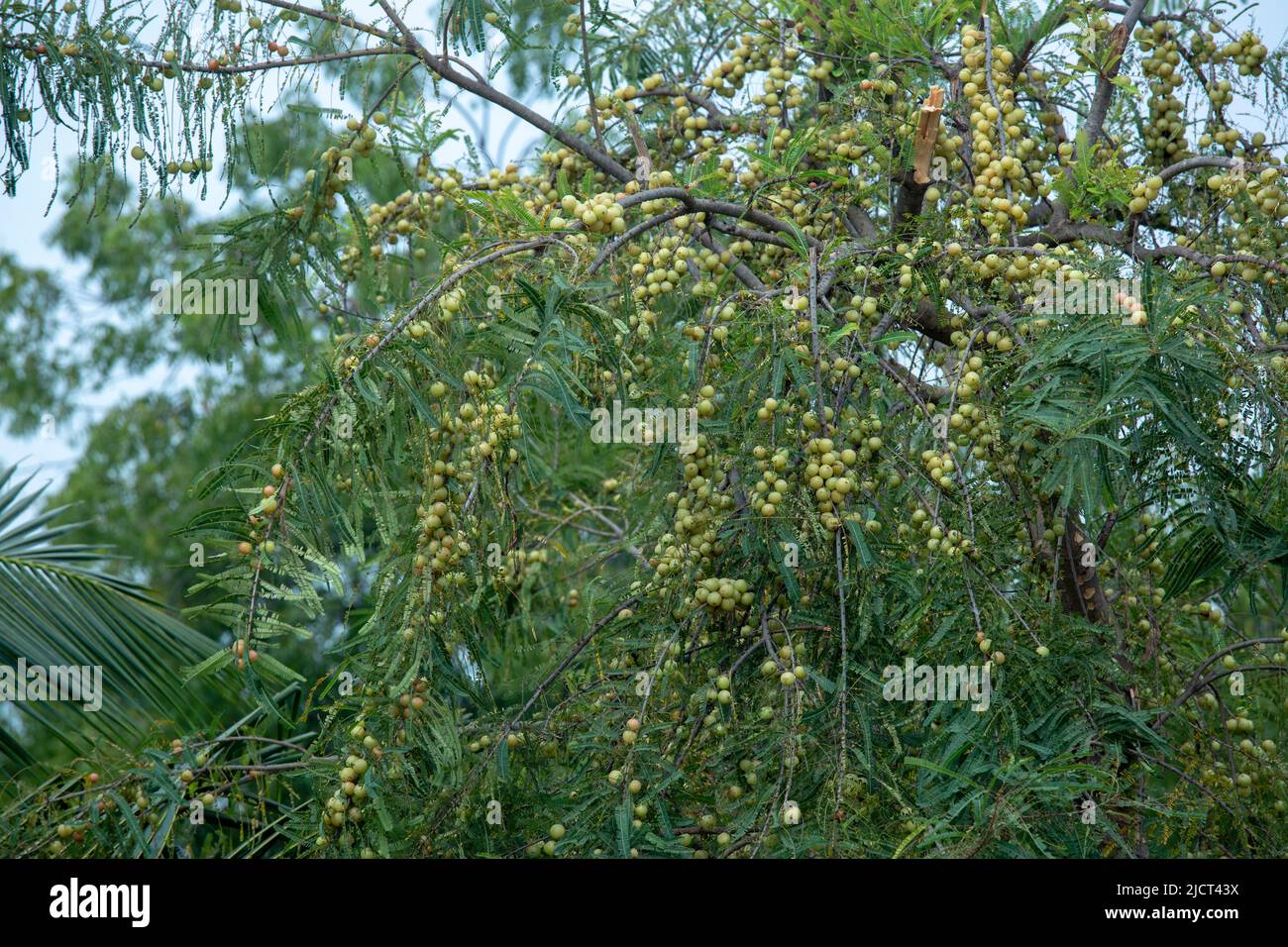 amla growing on trees in rural areas and forests is healthy rich ...