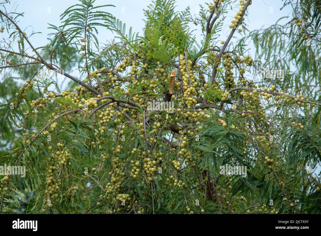 amla growing on trees in rural areas and forests is healthy rich ...