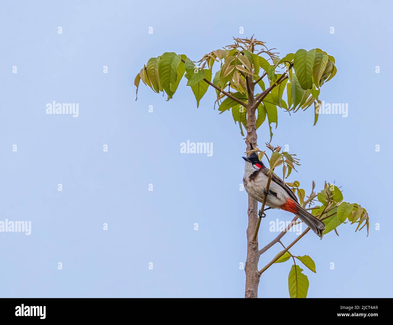 A Red Whiskered Bul Bul on a tree Stock Photo - Alamy