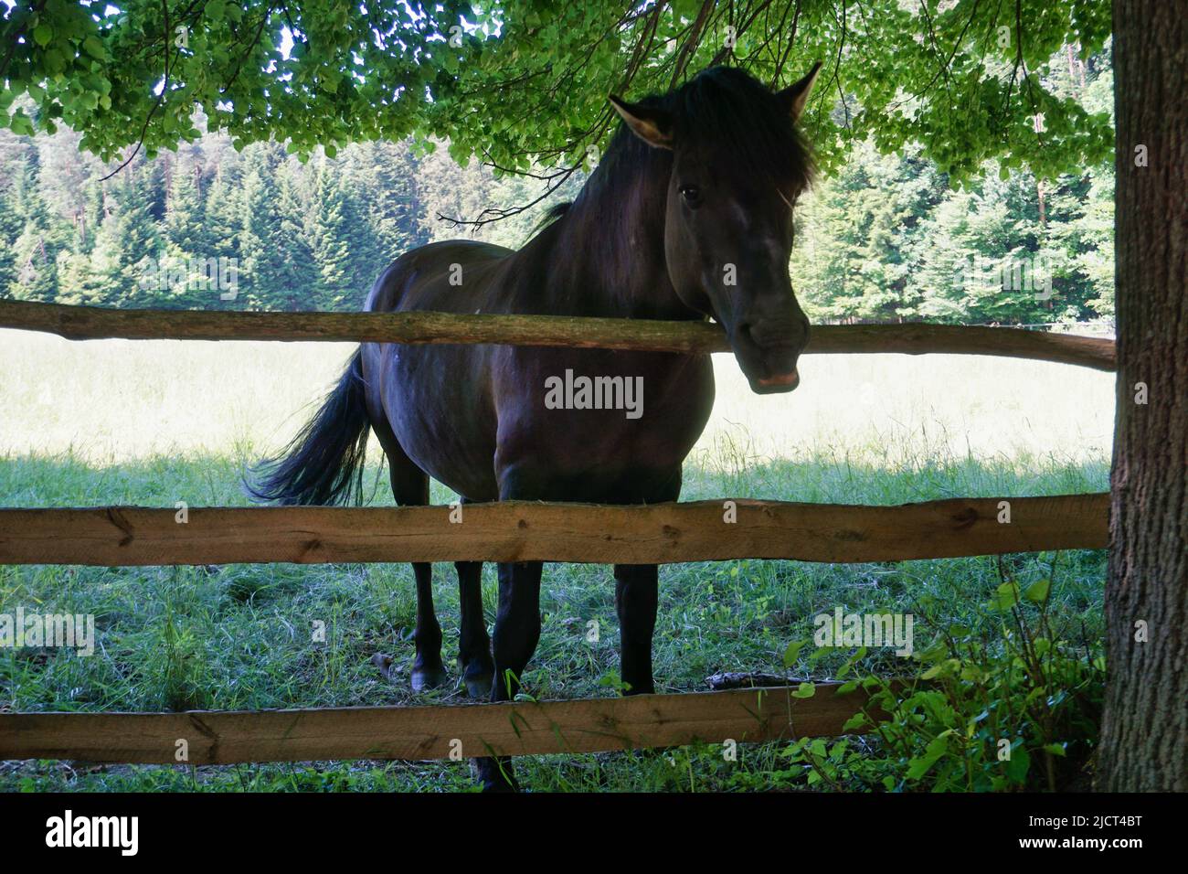 Polish Konik - horse with head over fence Stock Photo - Alamy