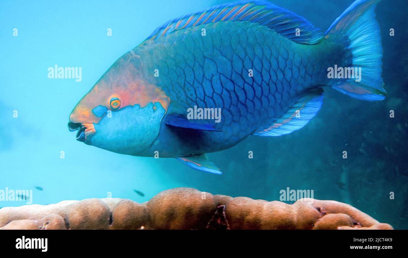 Parrotfish underwater hi-res stock photography and images - Alamy