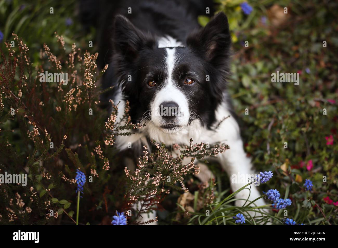 Top-Down of Border Collie in Calluna. Adorable Top View Portrait of ...