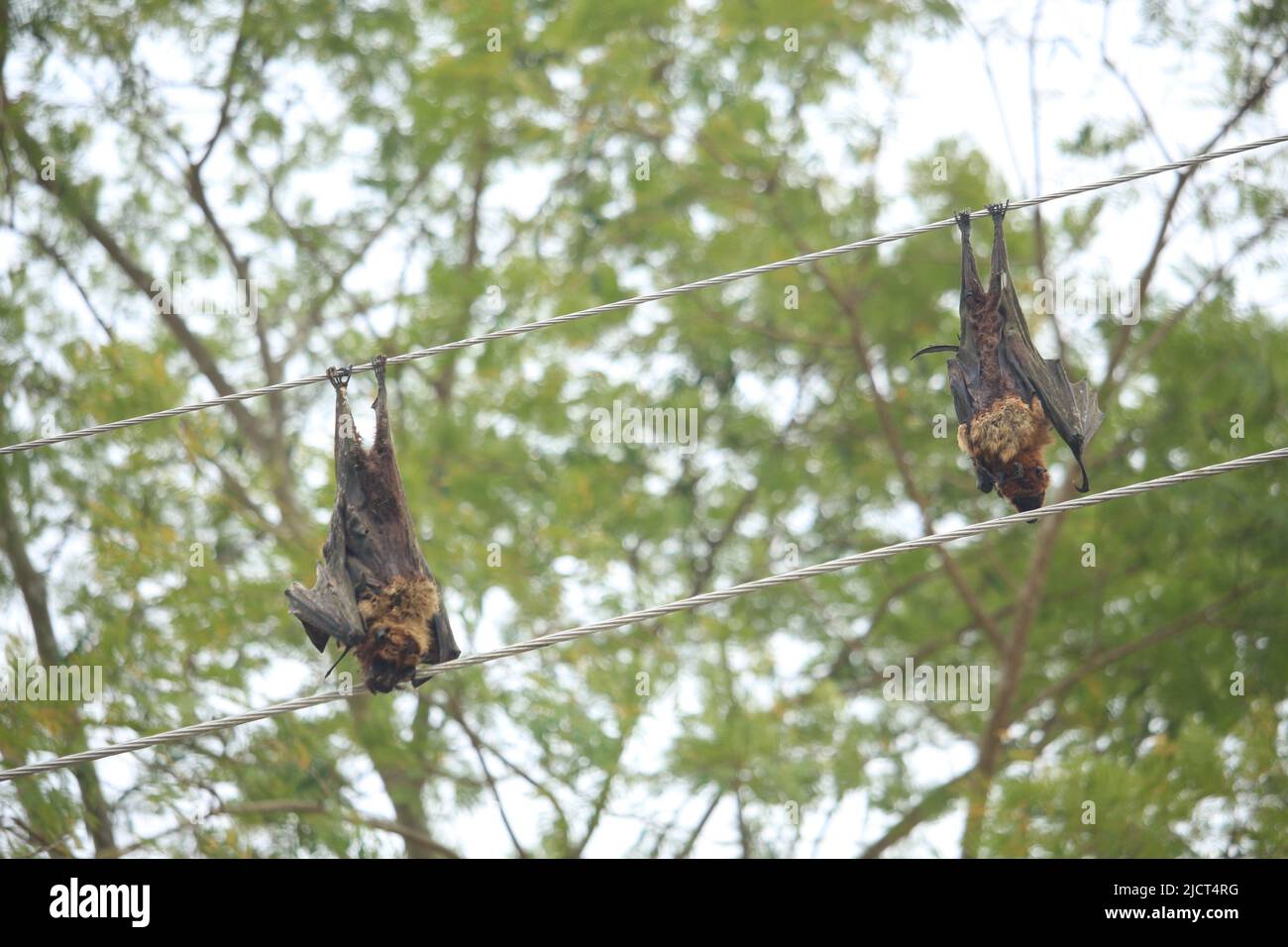 Two bats died in the electric shock Stock Photo - Alamy