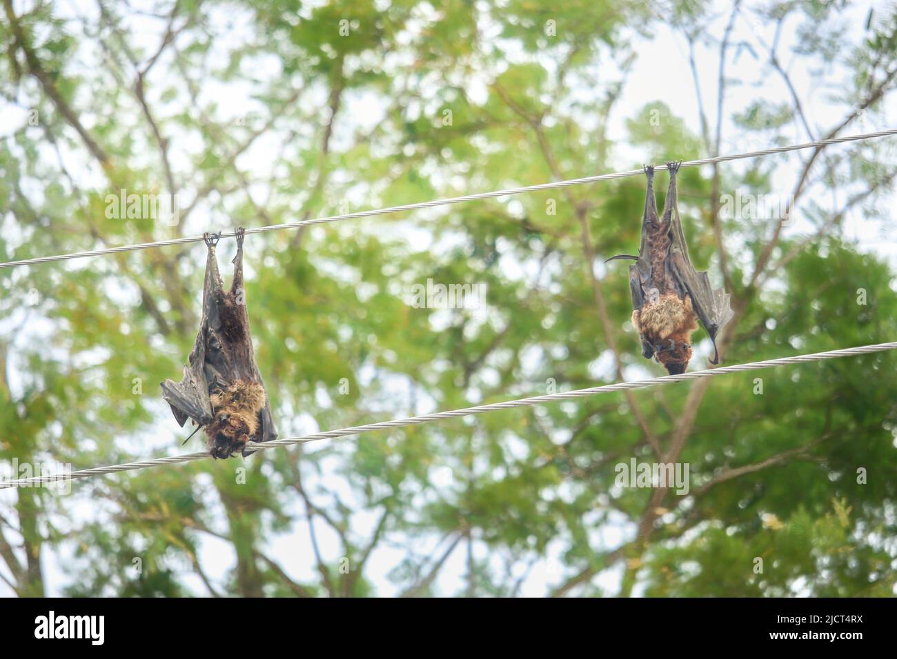 Two bats died in the electric shock Stock Photo - Alamy